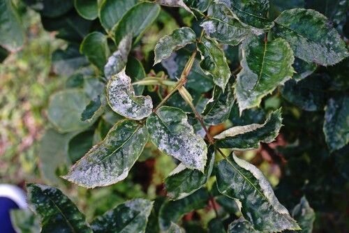 Common Rose Problems and Diseases - With Pictures | Pyracantha.co.uk