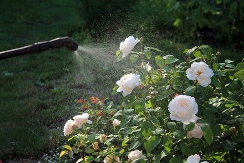 Top 4 Best Fungicide for Black Spot on Roses | Pyracantha.co.uk