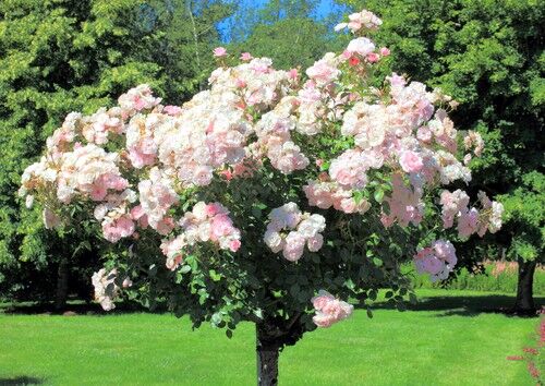 How to plant a standard rose tree | Pyracantha.co.uk