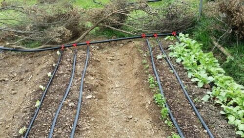How To Set Up a Water Drip System - Step by Step | Pyracantha.co.uk