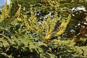 How to prune a mahonia shrub - | Pyracantha.co.uk