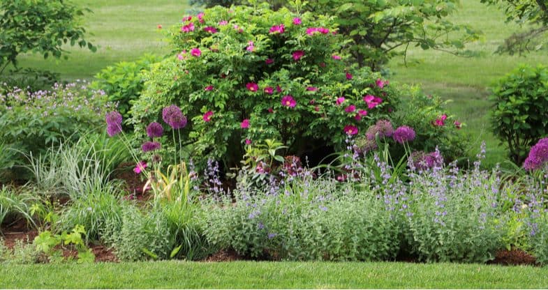12 Shrubs For Full Sun - Flowering Shrubs That Thrive In Sunny Positions