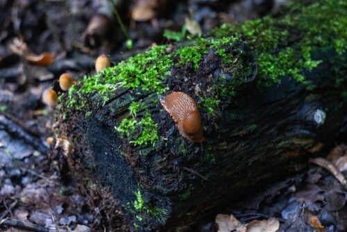 How To Stop Slugs And Get Rid Of Them - 10 Top Methods | Pyracantha.co.uk