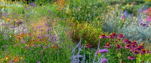 The Best Perennials For Bees - 12 of Our Favourites | Pyracantha.co.uk