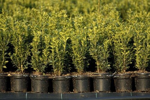 How to plant a Buxus hedge - bare root and potted box | Pyracantha.co.uk
