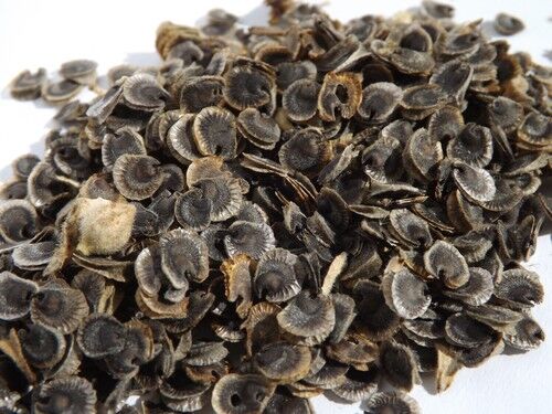 How to propagate and grow hollyhocks from seed | Pyracantha.co.uk