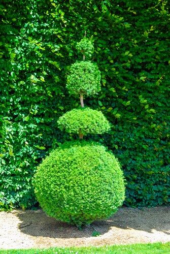 When and how to prune Buxus - Learn how to trim them now | Pyracantha.co.uk