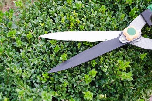 When and how to prune Buxus - Learn how to trim them now | Pyracantha.co.uk