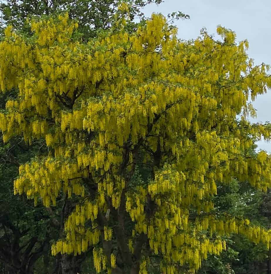 How to grow and care for laburnum trees in the UK | Pyracantha.co.uk