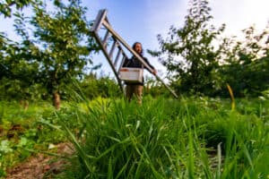 5 Best Tripod Ladders - Orchard Ladder Review