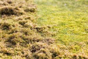 8 Best Lawn Scarifiers For Removing Moss & Thatch - 2024 Update