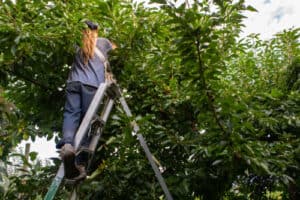 5 Best Tripod Ladders - Orchard Ladder Review