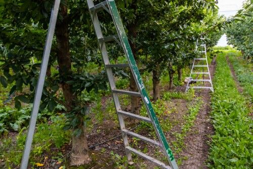 5 Best Tripod Ladders - Orchard Ladder Review
