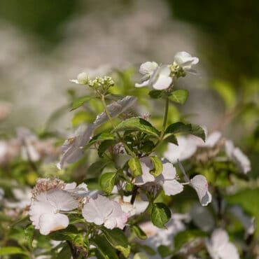 Growing Hydrangea Runaway Bride & Care Guide