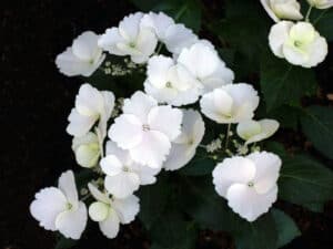 Growing Hydrangea Runaway Bride & Care Guide