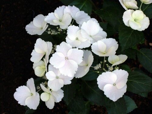 Growing Hydrangea Runaway Bride & Care Guide