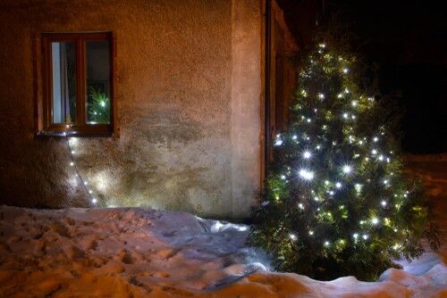Christmas tree in garden store