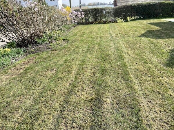 5 Best Petrol Lawn Scarifiers - My Picks as a Professional Gardener