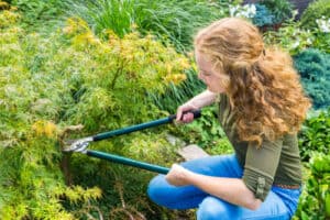 Pruning Acer Trees & shrubs - everything you need to know | Pyracantha ...