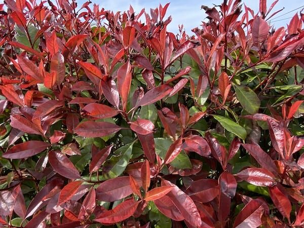 11 Fast Growing Evergreen Shrubs For Filling In Spaces Quickly