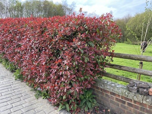 How to Grow Photinia Red Robin and Care Guide