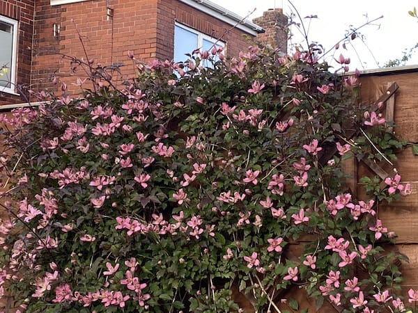 10 of the best clematis for shade | Pyracantha.co.uk