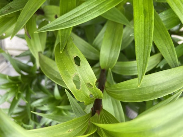 How To Get Rid Of Red Lily Beetles UK - My Control Methods