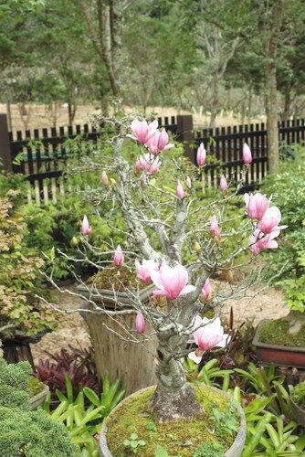 Dwarf Magnolia Tree Root System 🌳 5 Tips For Healthy Dwarf Magnolia