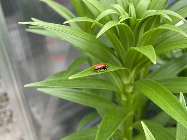 How To Get Rid Of Red Lily Beetles UK - My Control Methods