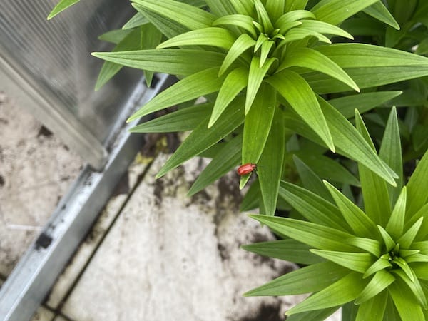 How To Get Rid Of Red Lily Beetles UK - My Control Methods