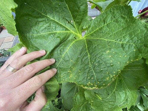 Hollyhock Rust and How to Help Prevent and Treat It | Pyracantha.co.uk
