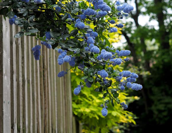 Top 12 Evergreen Climbing Plants For Fences | Pyracantha.co.uk