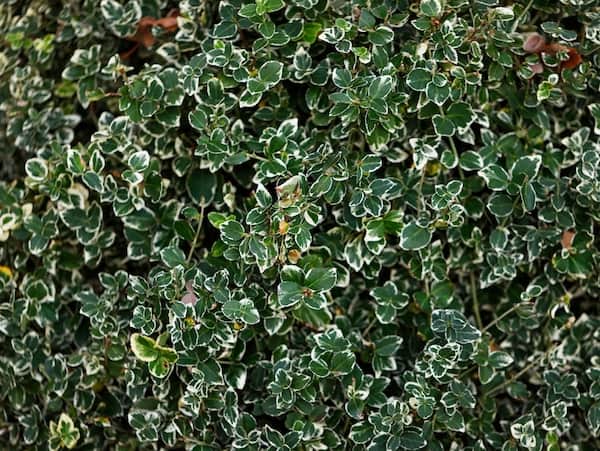 20 Fast Growing Climbers For Your Garden - My Favourites