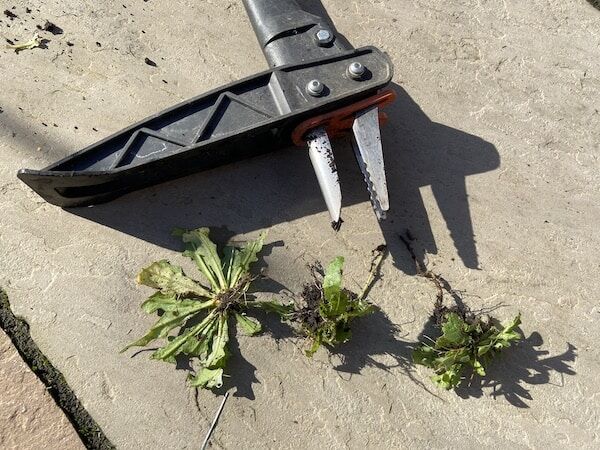 8 Best Weeding Tools I Use as a professional Gardener