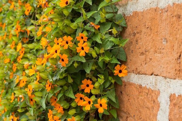 20 Fast Growing Climbers For Your Garden - My Favourites