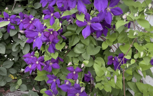 20 Fast Growing Climbers For Your Garden - My Favourites