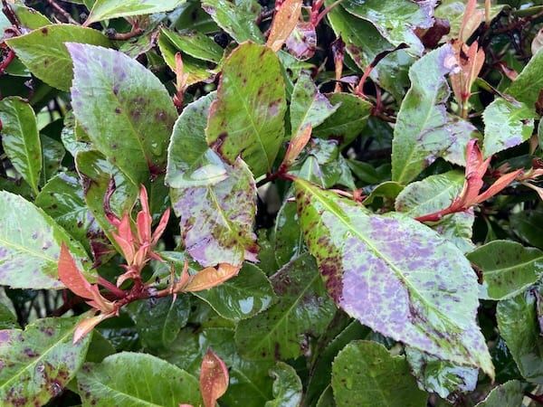 How to Grow Photinia Red Robin and Care Guide