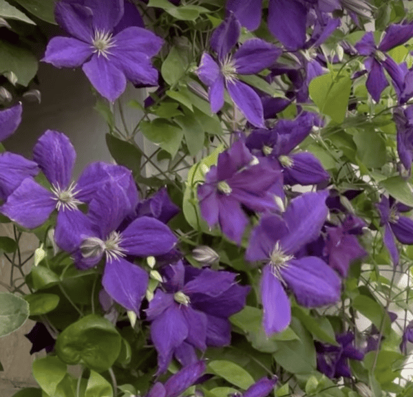 10 of the best clematis for shade | Pyracantha.co.uk