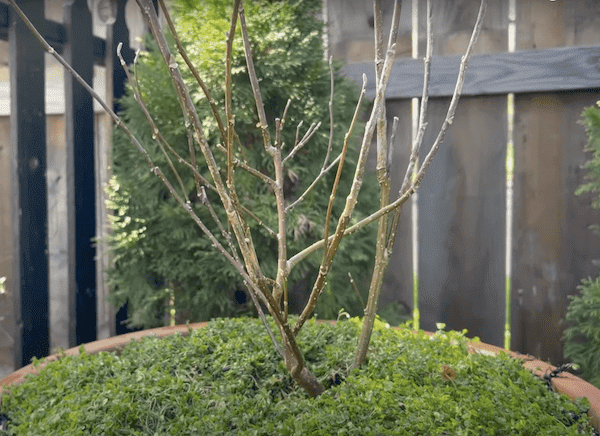 Growing Magnolias In Pots - Compost Type, Planting & More | Pyracantha ...