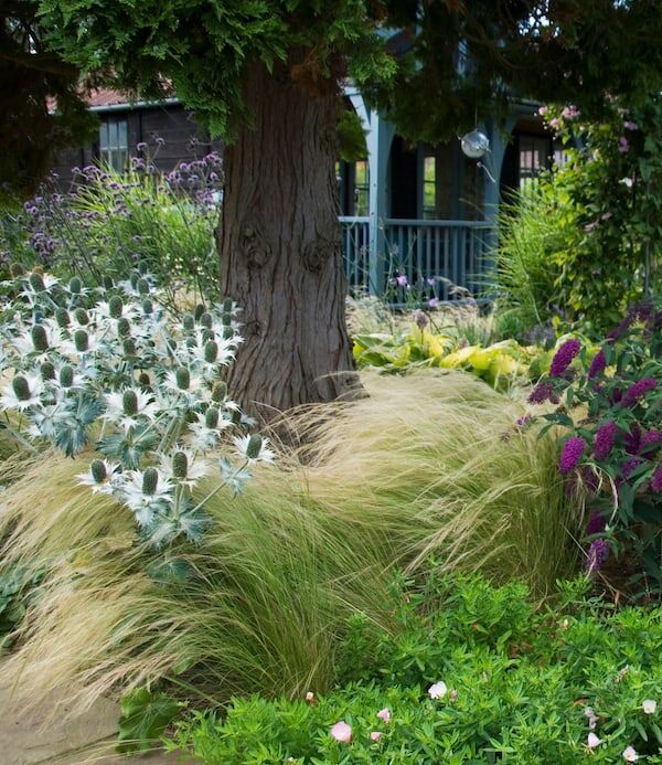 10 Easy To Grow Ornamental Grasses For Shade