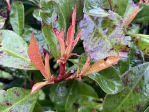 How to Grow Photinia Red Robin and Care Guide