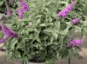 Dwarf Buddleia - Ideal For Small Gardens and Patio Pots | Pyracantha.co.uk