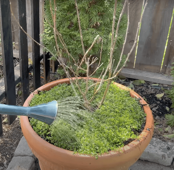 Growing Magnolias In Pots - Compost Type, Planting & More | Pyracantha ...