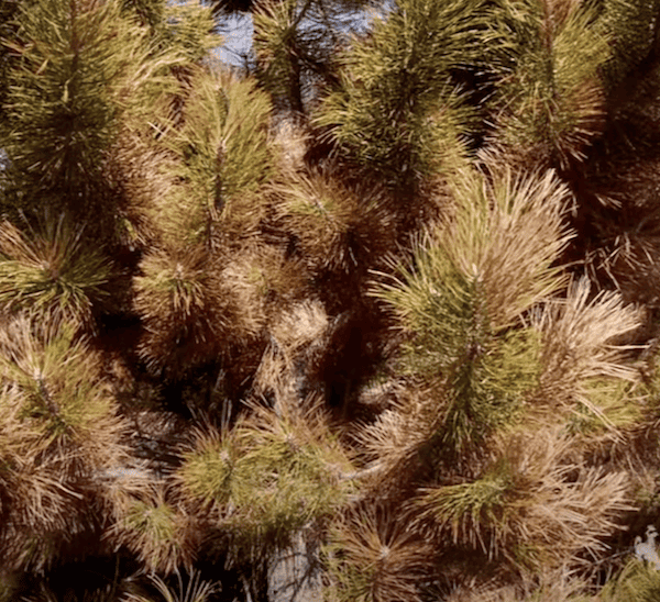 Why are my conifers turning brown? Treating brown patches
