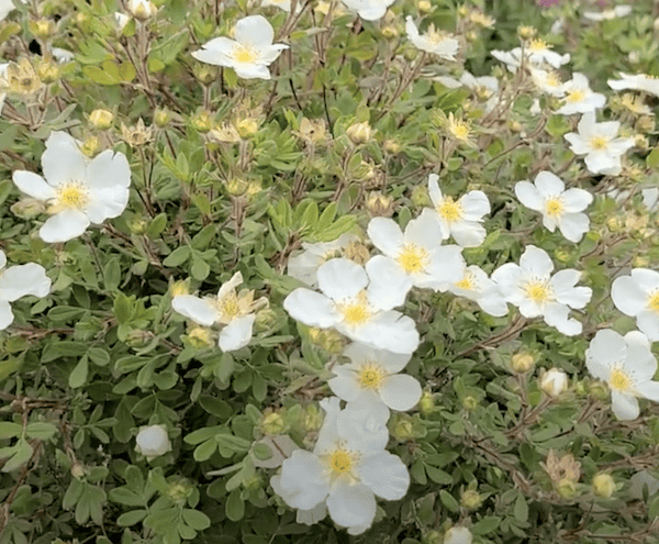 12 Fast Growing Ground Cover Plants That Thrive In The UK